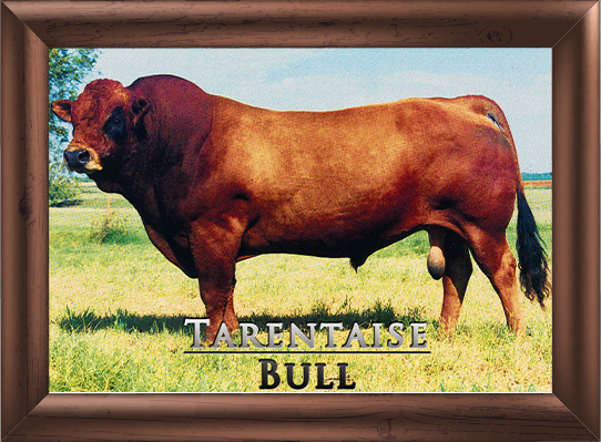 Home » American Tarentaise Association