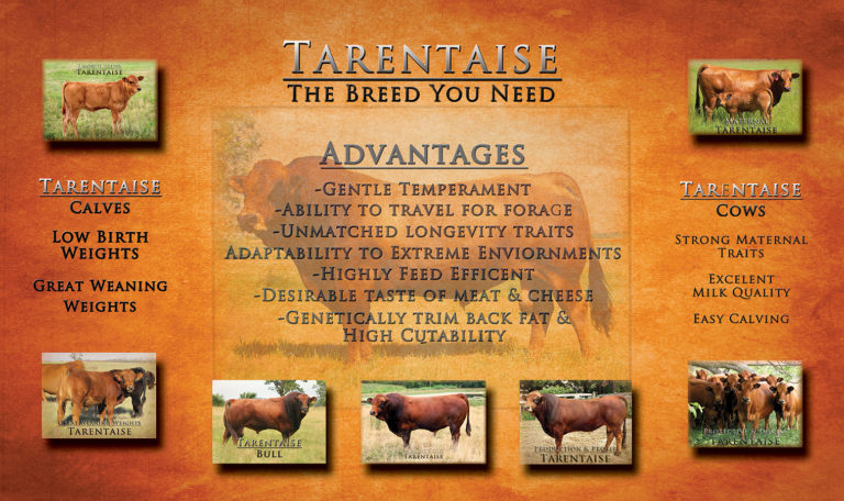 Breed History » American Tarentaise Association