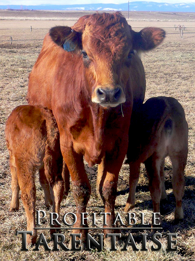 Breed History » American Tarentaise Association