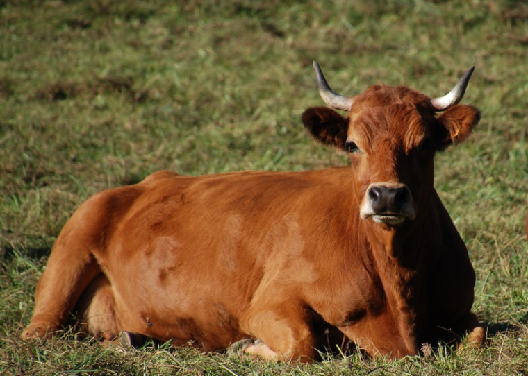 Breed History » American Tarentaise Association