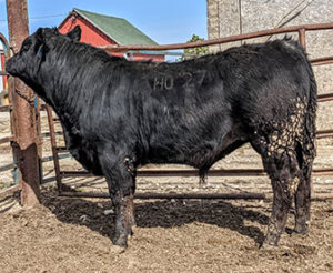 The Sale Barn » American Tarentaise Association