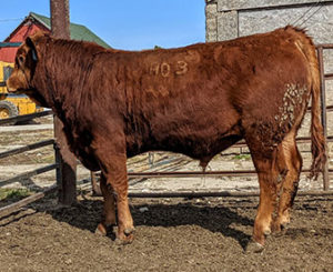 The Sale Barn » American Tarentaise Association
