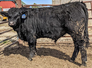 The Sale Barn » American Tarentaise Association