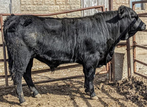 The Sale Barn » American Tarentaise Association