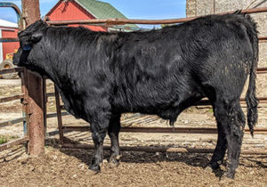 The Sale Barn » American Tarentaise Association