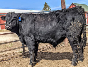 The Sale Barn » American Tarentaise Association