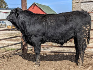The Sale Barn » American Tarentaise Association