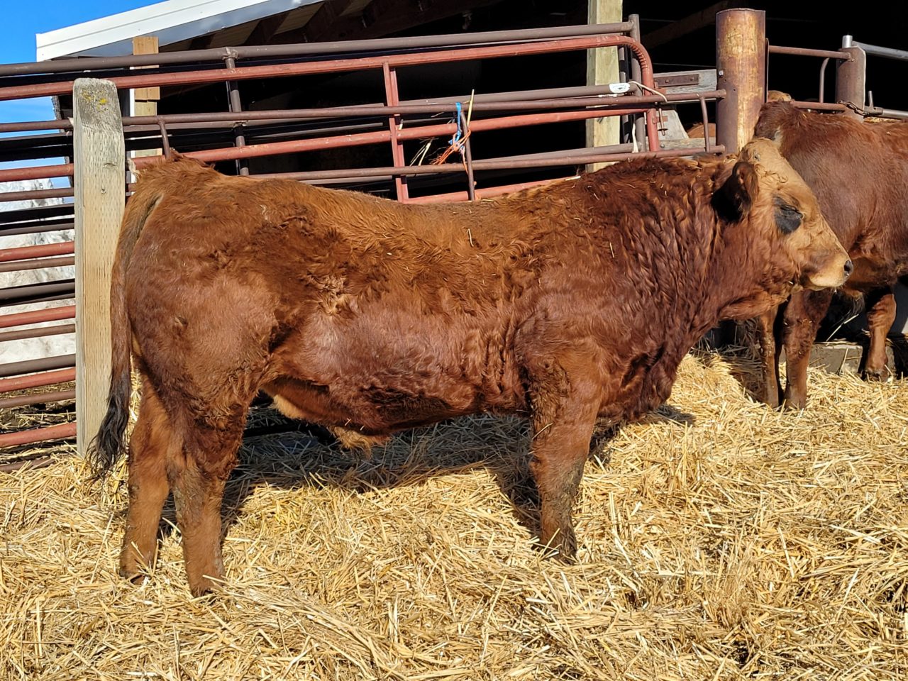 The Sale Barn » American Tarentaise Association