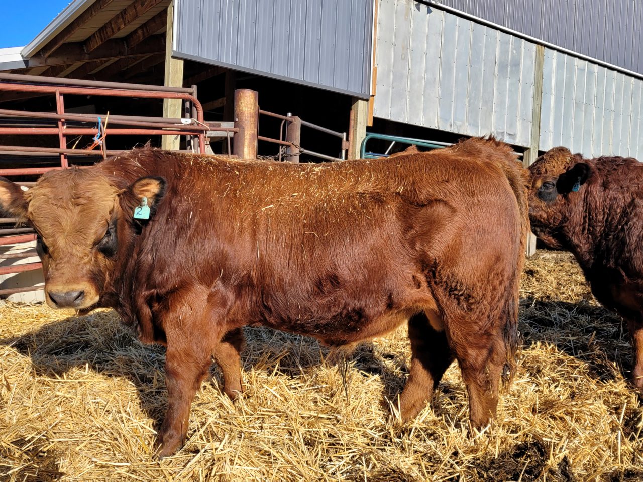 The Sale Barn » American Tarentaise Association