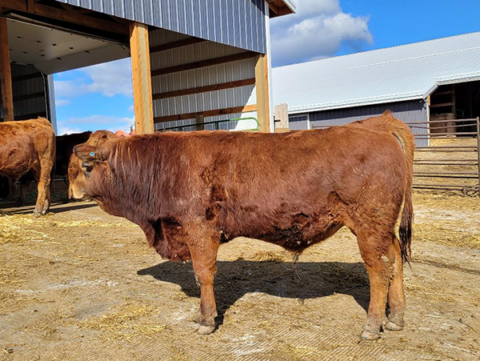 The Sale Barn » American Tarentaise Association