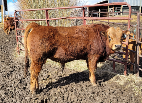 The Sale Barn » American Tarentaise Association